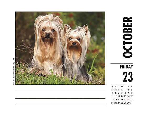 Willow Creek Press Page A Day Daily Desk Calendar Just Yorkies 5 12 x 6 ...