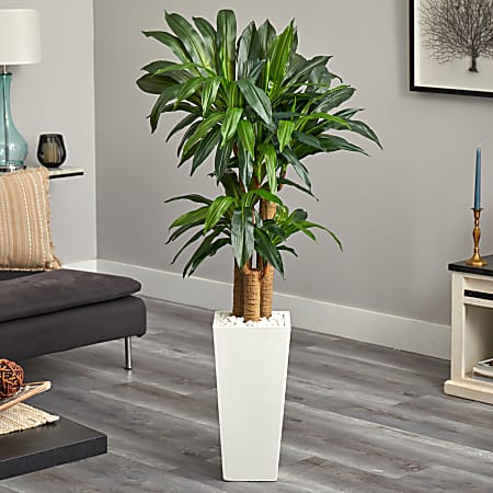 cornstalk dracaena