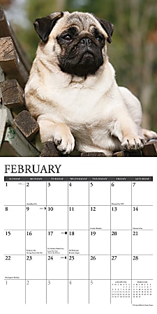 2026 Willow Creek Press Animals Monthly Wall Calendar 12 x 12 Pugs ...