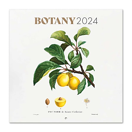 2024 TF Publishing Bilingual Monthly Wall Calendar 12 x 12 Botany ...