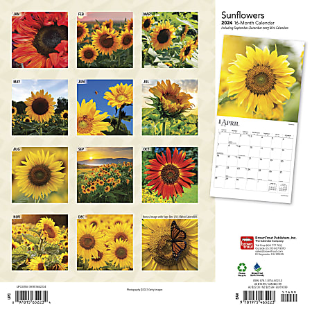 2024 BrownTrout Monthly Square Wall Calendar 12 x 12 Sunflowers January ...