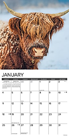 2026 Willow Creek Press Animals Monthly Wall Calendar 12 x 12 Highland ...