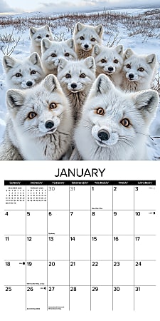 2026 Willow Creek Press Animals Monthly Wall Calendar 12 x 12 Animal ...