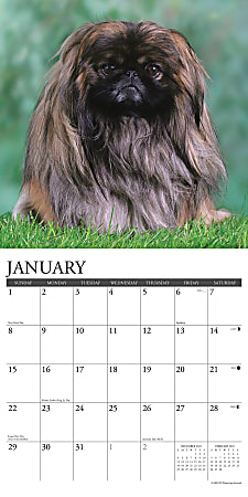 Willow Creek Press Animals Monthly Wall Calendar 12 x 12 Pekingese ...