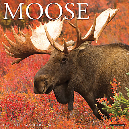 2024 Willow Creek Press Animals Monthly Wall Calendar 12 x 12 Moose ...