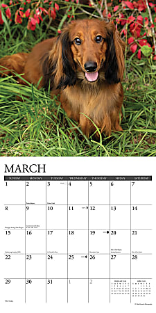 2026 Willow Creek Press Animals Monthly Wall Calendar 12 x 12 ...