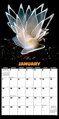 2024 Willow Creek Press Animals Monthly Wall Calendar 12 x 12 Sea Slugs ...