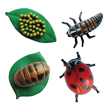 Insect Lore Ladybug Life Cycle Stages Pre K Grade 6 - Office Depot