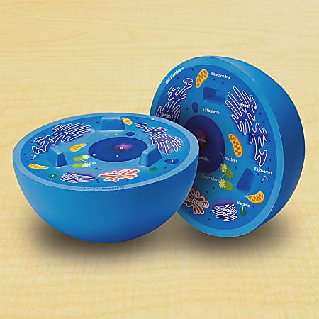 Learning Resources® Animal Cell Cross Section Model, 6" x 5 1/2 ...