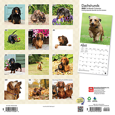 Brown Trout Animal Monthly Wall Calendar 12 x 12 Dachshunds January To ...