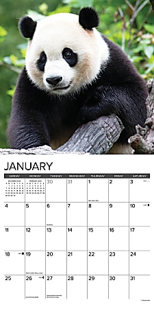 2026 Willow Creek Press Animals Monthly Wall Calendar 12 x 12 Pandas ...