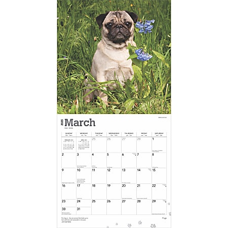 2025 BrownTrout Pugs Monthly Plastic Free Square Wall Calendar 12 x 12 ...