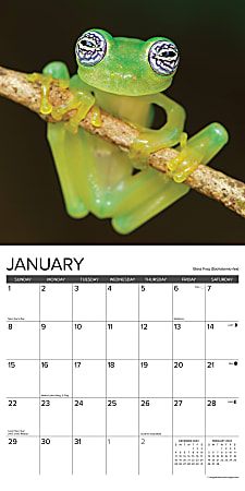 Willow Creek Press Animals Monthly Wall Calendar 12 x 12 Frogs January ...