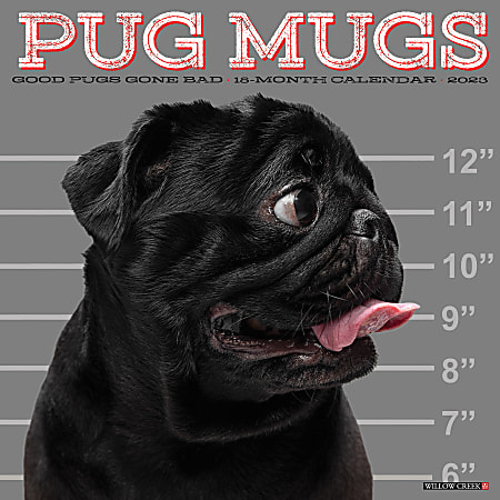 Willow Creek Press Animals Monthly Wall Calendar 12 x 12 Pug Mugs ...