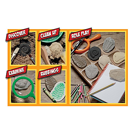 Yellow Door Lets Investigate Stones Fossil Pack Of 8 Stones - Office Depot