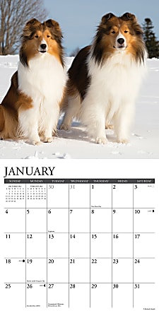 2026 Willow Creek Press Animals Monthly Wall Calendar 12 x 12 Shelties ...