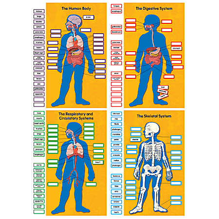 Carson Dellosa Human Body Bulletin Board Set - Office Depot