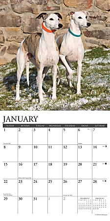 Willow Creek Press Animals Monthly Wall Calendar 12 x 12 Whippets ...