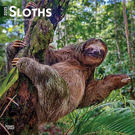2025 BrownTrout Sloths Monthly Plastic Free Square Wall Calendar 12 x ...
