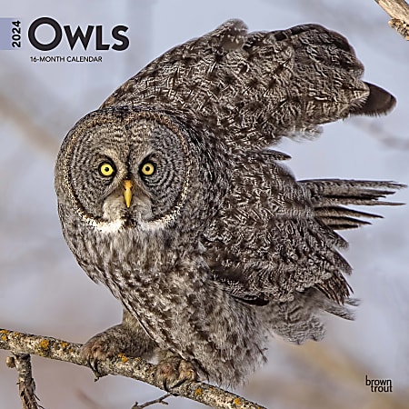 2024 BrownTrout Monthly Square Wall Calendar, 12" x 12", Owls, January ...