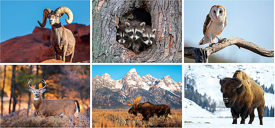 North American Wildlife Desk Calendar - Office Depot