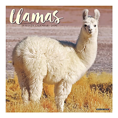 Willow Creek Press Animals Monthly Wall Calendar 12 x 12 Llamas January ...