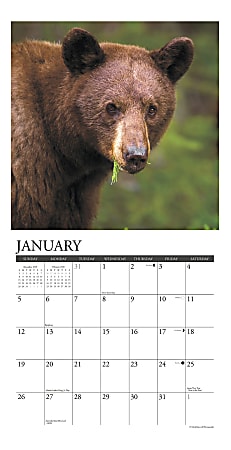Willow Creek Press Animals Monthly Wall Calendar 12 x 12 Black Bears ...