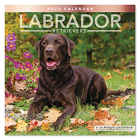Mead Labrador Retrievers Monthly Wall Calendar 12 x 12 January to ...