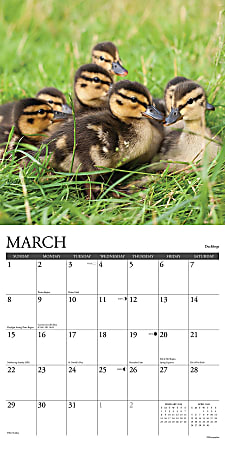 2026 Willow Creek Press Animals Monthly Wall Calendar 12 x 12 Baby ...