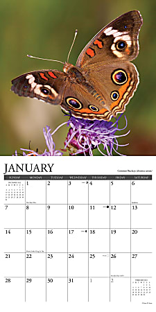 2024 Willow Creek Press Animals Monthly Wall Calendar 12 x 12 ...