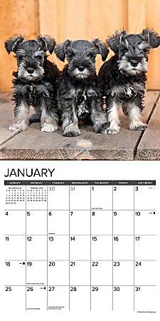 2026 Willow Creek Press Animals Monthly Wall Calendar 12 x 12 Miniature ...