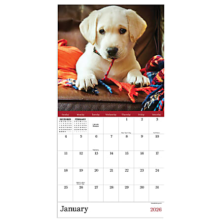 2026 TF Publishing Animals Mini Monthly Wall Calendar 7 x 7 Puppies ...