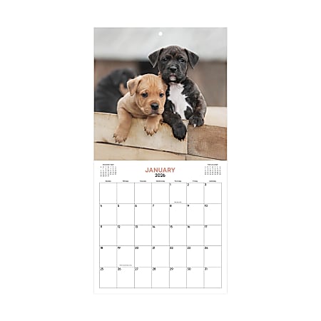 2026 Blue Sky Monthly Wall Calendar 12 x 12 Baby Animals January To ...