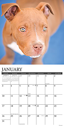 Willow Creek Press Animals Monthly Wall Calendar Pit Bull Puppies 12 x ...
