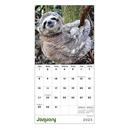 TF Publishing Animal Mini Wall Calendar 7 x 7 Sloths January To ...