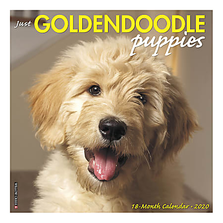 Willow Creek Press Animals Monthly Wall Calendar 12 x 12 Goldendoodle ...
