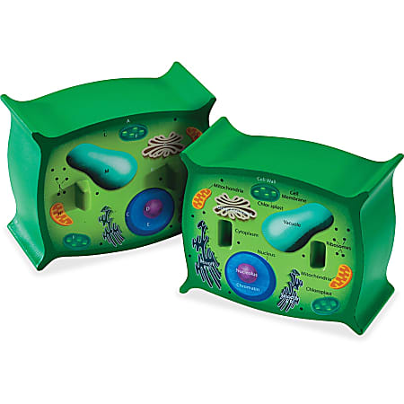 Learning Resources Plant Cell Cross Section Model 6 x 5 12 Grades 6 12 ...
