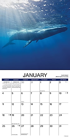 2026 Willow Creek Press Animals Monthly Wall Calendar 12 x 12 Whales ...