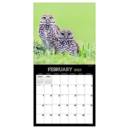 2025 TF Publishing Monthly Wall Calendar 12 x 12 Owls January 2025 To ...