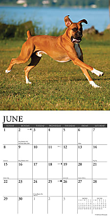 2025 Willow Creek Press Monthly Wall Calendar 12 x 12 Boxers January ...
