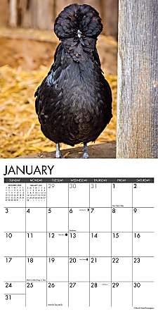 Willow Creek Press Animals Monthly Wall Calendar Chickens 12 x 12 ...