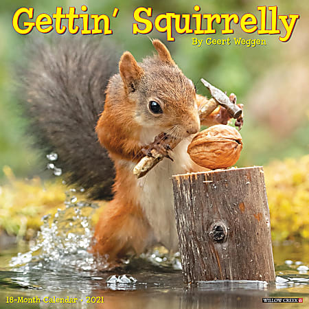 Willow Creek Press Animals Monthly Wall Calendar Getting Squirrelly 12 ...