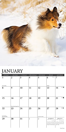 Willow Creek Press Animals Monthly Wall Calendar, 12” x 12”, Shelties ...