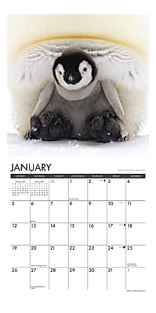 Willow Creek Press Animals Monthly Wall Calendar, 12" x 12", Baby ...