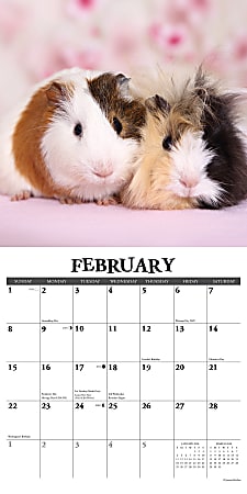 2026 Willow Creek Press Animals Monthly Wall Calendar 12 x 12 Guinea ...