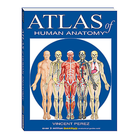 QuickStudy Atlas Of Human Anatomy - Office Depot