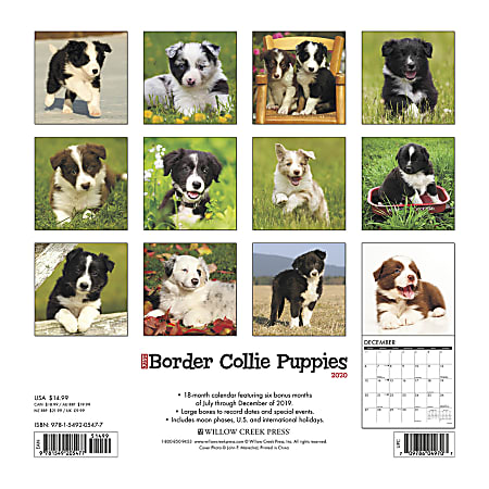 Willow Creek Press Animals Monthly Wall Calendar 12 x 12 Border Collie ...