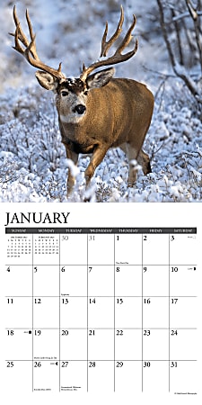 2026 Willow Creek Press Animals Monthly Wall Calendar 12 x 12 Mule Deer ...