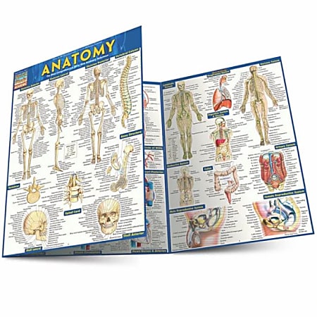 QuickStudy Guide Anatomy Total Qty 1 - Office Depot