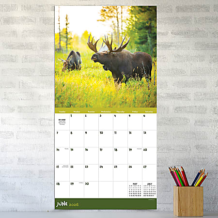 2026 TF Publishing Animals Monthly Wall Calendar 12 x 12 Wild January ...